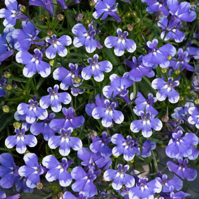 YouGarden Lobelia 'Infinity Blue Sparkle', Set of Six Plug Plants ...