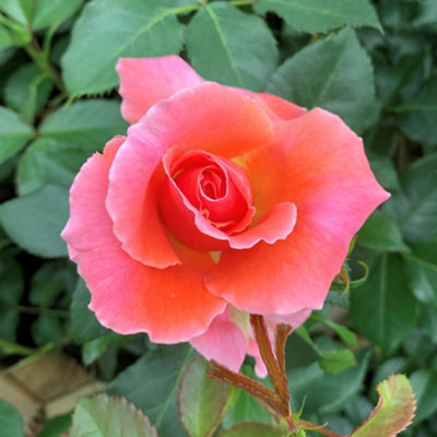YouGarden Mary's Rose, Established Floribunda Bush Rose in 3L Pot ...