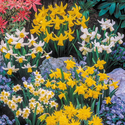 YouGarden Mini Mixed Daffodil Bulbs, 100 Spring Flowering Bulbs, Plant ...