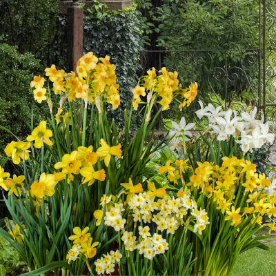 YouGarden Mini Mixed Daffodil Bulbs, 100 Spring Flowering Bulbs, Plant ...