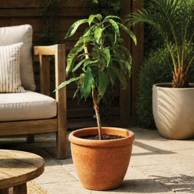 YouGarden Mini Patio Mango Tree, Grafted, 1 x 1.5 Litre Pot, Self ...