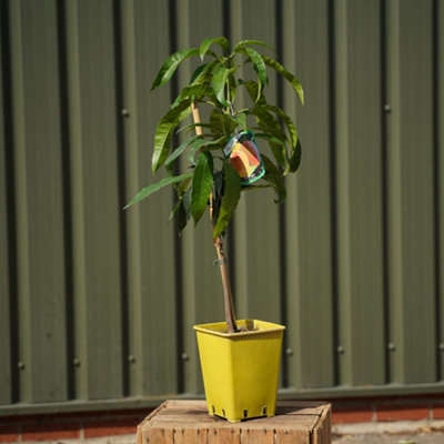 YouGarden Mini Patio Mango Tree, Grafted, 1 x 1.5 Litre Pot, Self ...