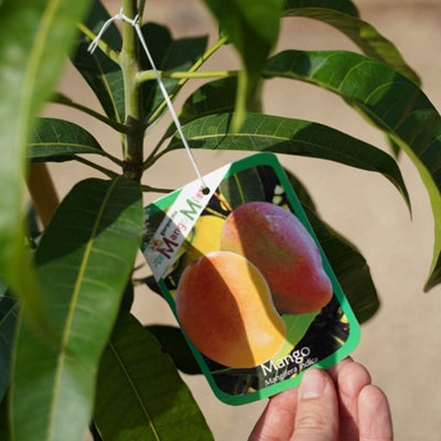 YouGarden Mini Patio Mango Tree, Grafted, 1 x 1.5 Litre Pot, Self ...
