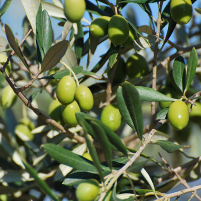 YouGarden Mini Standard Olive Tree in 15cm Pot, 20-30cm Tall, Ready to ...
