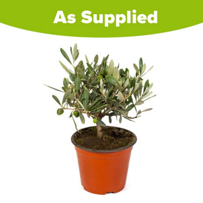 YouGarden Mini Standard Olive Tree in 15cm Pot, 20-30cm Tall, Ready to ...
