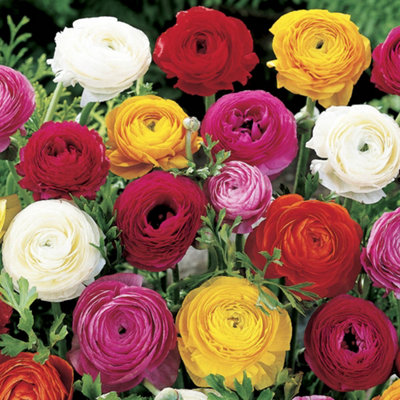 YouGarden Mixed Colour Ranunculus, Set of 150 Bulbs, Size 3/4, Ready to ...