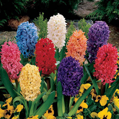 YouGarden Mixed Hyacinth Bulbs, Pack of 12 Mixed Indoor Outdoor Bulbs ...