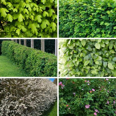 YouGarden Mixed Native Hedging Collection, Set of 50 Hedges ...