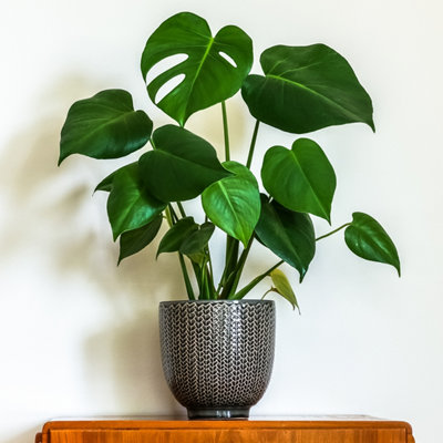 YouGarden Monstera deliciosa 14cm Nursery Potted Houseplant, with 19cm ...