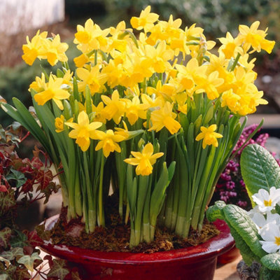 YouGarden Narcissus 'Tete a Tete' Daffodil Bulbs, Pack of 100 Bulbs ...