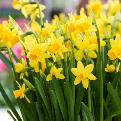 YouGarden Narcissus 'Tete a Tete' Daffodil Bulbs, Pack of 100 Bulbs ...