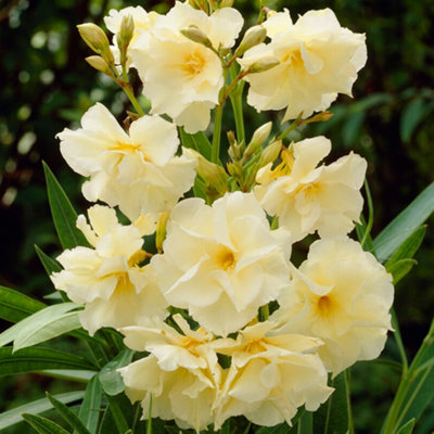 YouGarden, Nerium Oleander Established Plant in 15cm Pot with Cream and ...