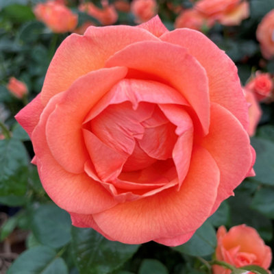 YOUGARDEN NICOLA'S ROSE, ESTABLISHED PLANT IN A 3-4L POT, READY TO ...