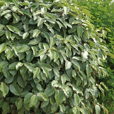 YouGarden Oleaster Hedges, Set of 50 Established Plants in 9cm Pots ...