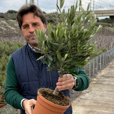 YouGarden Olive Mini Standard Tree, 18cm Potted, 55-75cm Tall ...