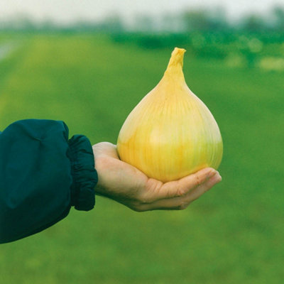 YouGarden Onion 'Exhibition' Plug Plants, Set of 12, Large, Sweet ...