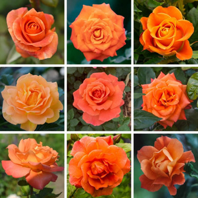 YouGarden Orange Rose, Established Rose Plant in 3-4L Pot, Ready to ...