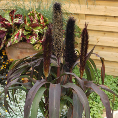 YouGarden Ornamental Millet Purple Baron, 12 Plug Plants, Deep Burgundy ...