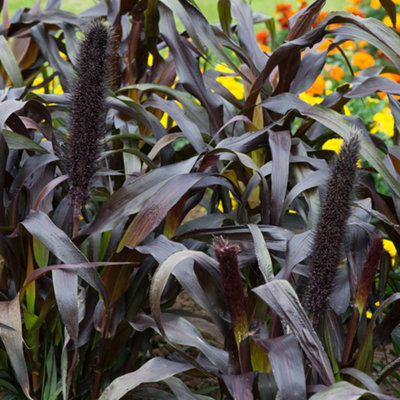 YouGarden Ornamental Millet Purple Baron, 12 Plug Plants, Deep Burgundy ...