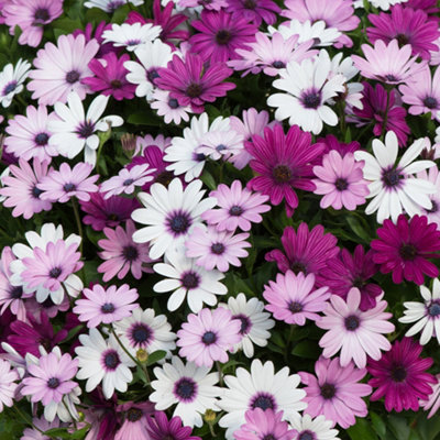 YouGarden Osteospermum 'Akila Berries and Cream Mix' 30 Garden Ready Plants