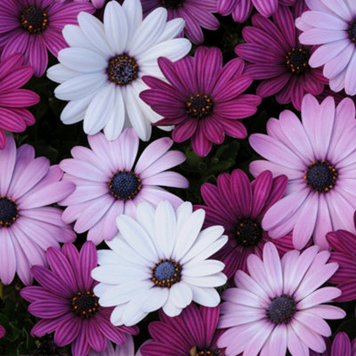 YouGarden Osteospermum 'Akila Berries and Cream' Mix, Set of Six Plug ...