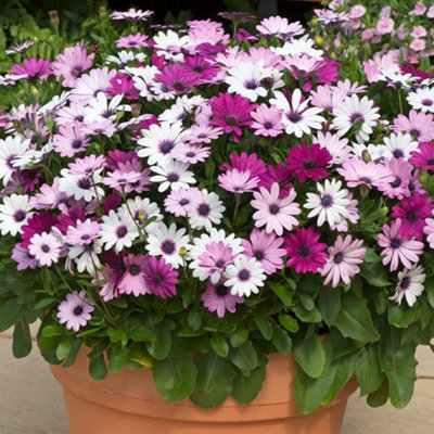 YouGarden Osteospermum 'Akila Berries and Cream' Mix, Set of Six Plug ...