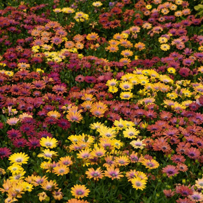 YouGarden Osteospermum Akila Hawaii Sunset Shades, 12 Plug Plants ...