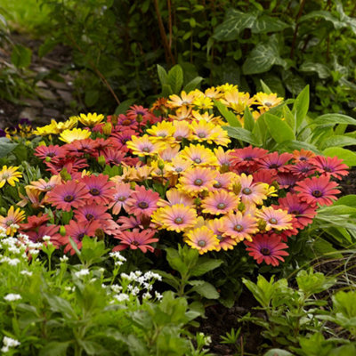 YouGarden Osteospermum Akila Hawaii Sunset Shades, 12 Plug Plants ...
