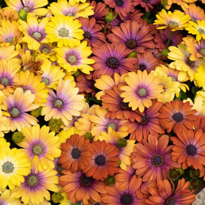 YouGarden Osteospermum Akila Hawaii Sunset Shades, 12 Plug Plants ...