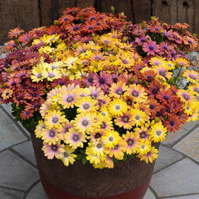 YouGarden Osteospermum Akila Hawaii Sunset Shades, 12 Plug Plants ...