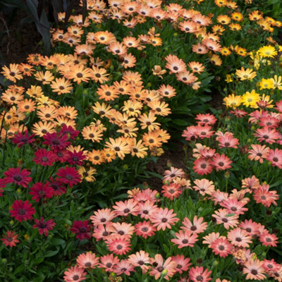 YouGarden Osteospermum 'Akila Sunset Shades' Set of 30 Garden Ready Plants