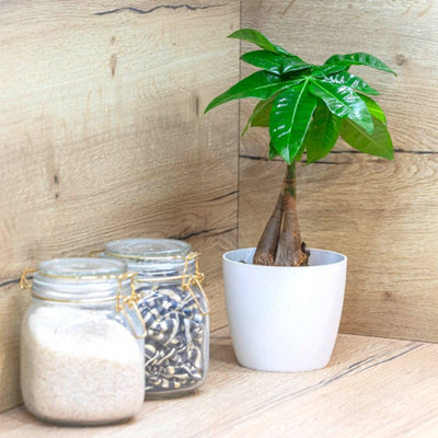 YouGarden Pachira Aquatica 'Money Tree', Established Plant in 12cm Pot ...