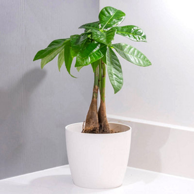YouGarden Pachira Aquatica 'Money Tree', Established Plant in 12cm Pot ...