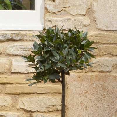 YouGarden Pair of Bay Tree Standard Trees, 70-80cm Tall, Evergreen ...
