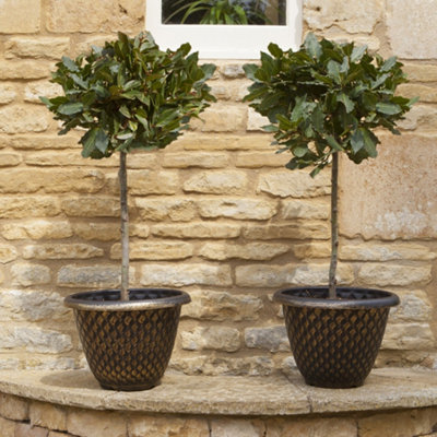 YouGarden Pair of Bay Tree Standard Trees, 70-80cm Tall, Evergreen ...