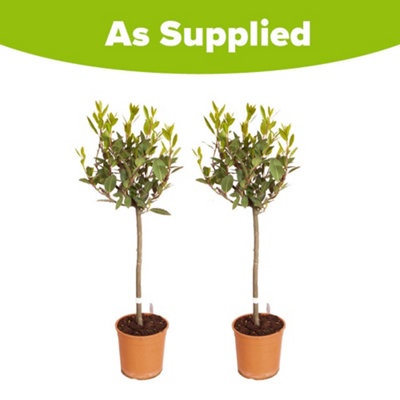 YouGarden Pair of Bay Tree Standard Trees, 70-80cm Tall, Evergreen ...