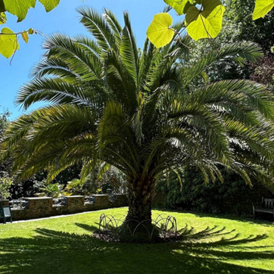 YouGarden Pair of Hardy Phoenix Palms, Each 0.8-1m Tall and Established ...