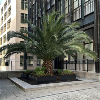 YouGarden Pair of Hardy Phoenix Palms, Each 0.8-1m Tall and Established ...