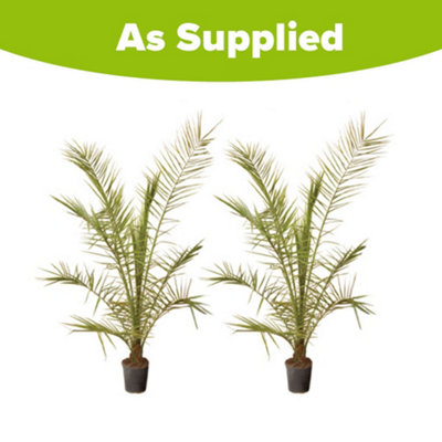 YouGarden Pair of Hardy Phoenix Palms, Each 0.8-1m Tall and Established ...
