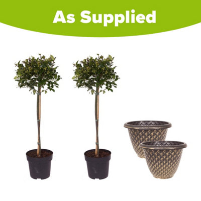 YouGarden Pair of Holly Tree Standards and Decorative Pinecone Planters ...