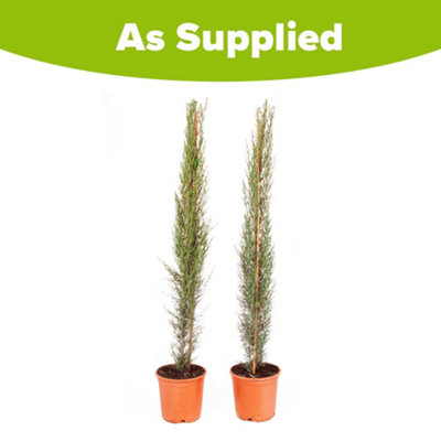 YouGarden Pair of Italian Cypress Trees, 90-120cm Tall in 20cm Pots ...