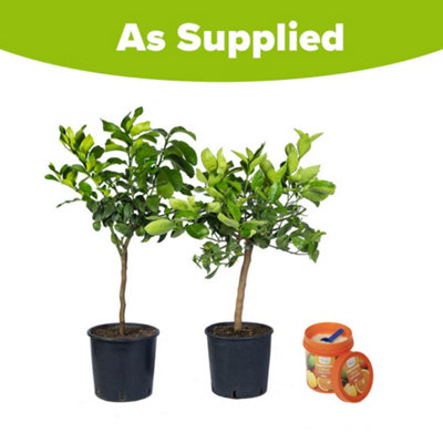YouGarden Pair of Large Orange and Lemon Trees in 4 Litre Pots, 80 ...