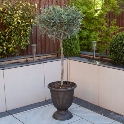 YouGarden Pair of Patio Olive Trees, Hardy Standard Olive Trees, 80cm Tall in 18cm Pots ...