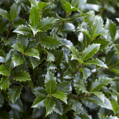 YouGarden Pair of Standard Holly Trees