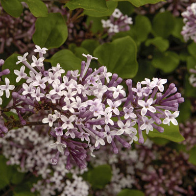 YouGarden Pair of Standard Lilac Tree Syringa 'Palibin' 80-100cm Tall ...