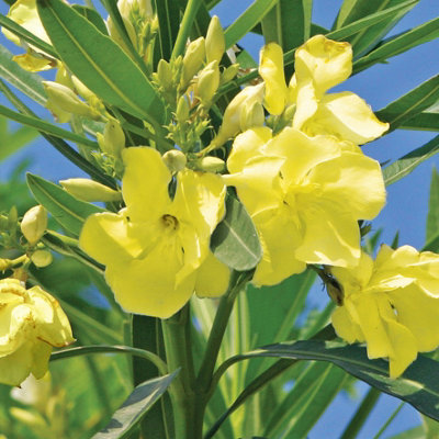 YouGarden Pair of Yellow Oleander Patio Standards 95-115cm Tall Trees ...