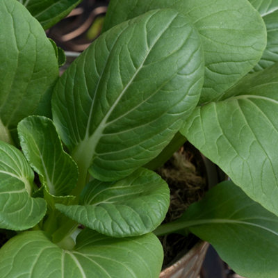 YouGarden Pak Choi Mei Quing Choi 12 Plug Plants, Compact, Quick ...