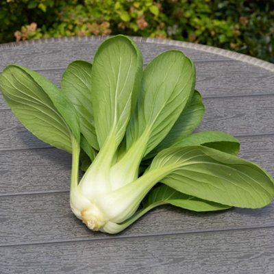 YouGarden Pak Choi Mei Quing Choi 12 Plug Plants, Compact, Quick ...