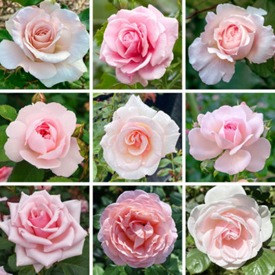 YouGarden Pale Pink Rose, Established Rose Plant in 3-4L Pot, Ready to ...