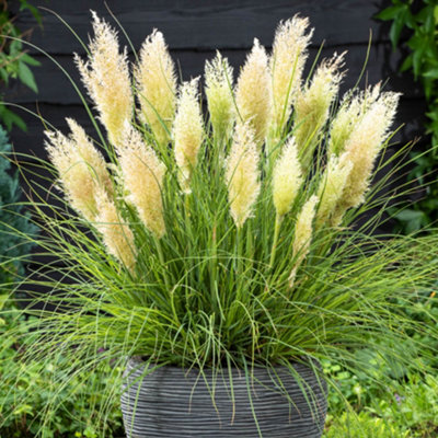 YouGarden Pampas Grass Collection, Set of Three Established Pampas Grass in 9cm Pots, Ready to ...